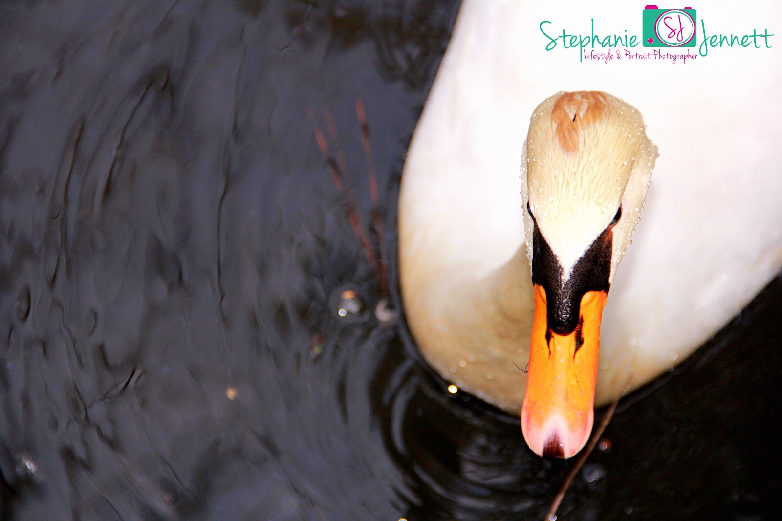 Stephanie Jennett Photography