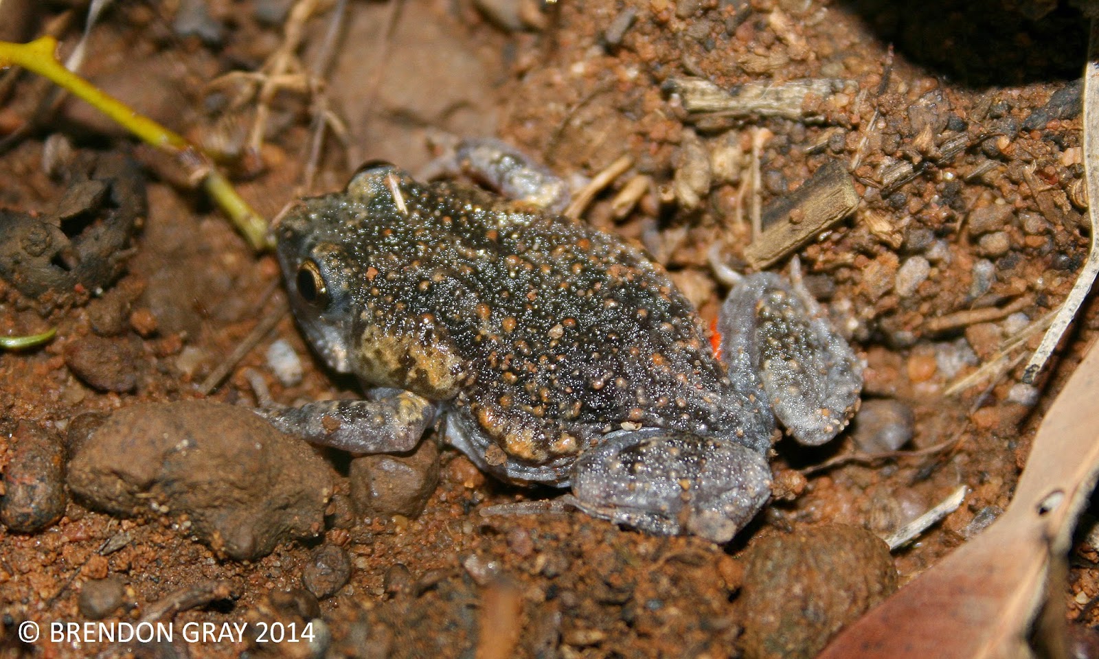 New Frog at Jarowair - Wrinkled Toadlet