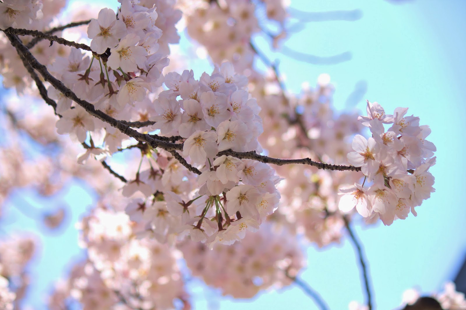 Nakasu Clinic: さくらださくら