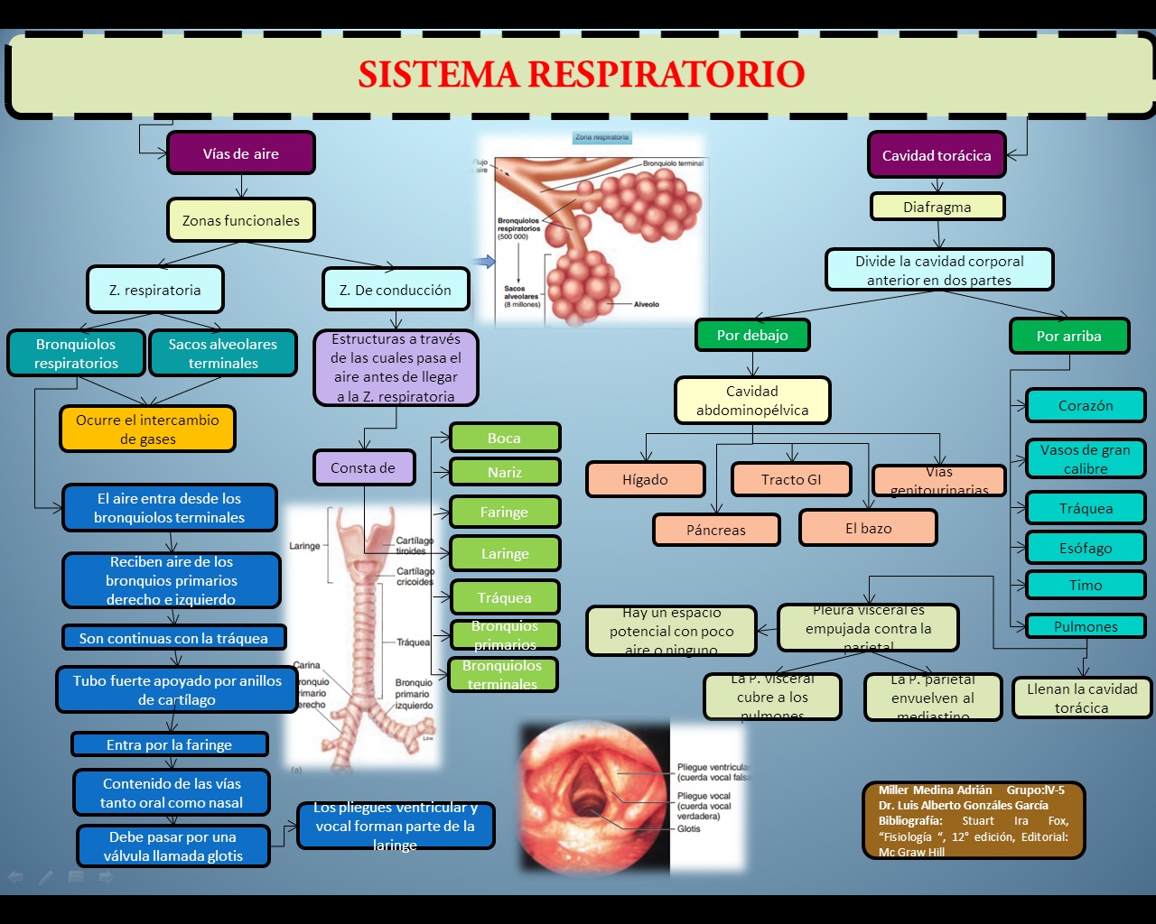 Fisiología básica: Respiratorio: Generalidades De Pulmones
