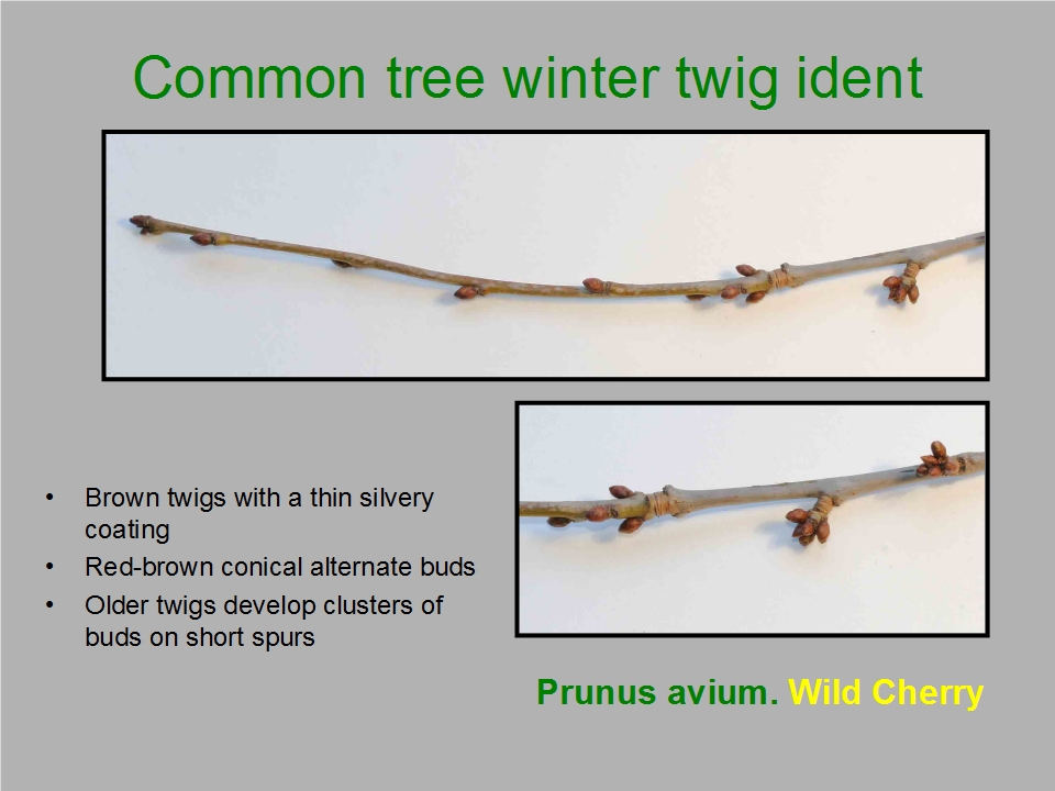 Woodland Management: A Guide: 2018