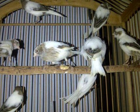 Mengenal Jenis-Jenis Burung Kenari plus Foto - New Johny Wuss