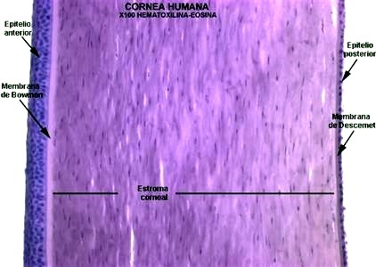 Recorriendo la via visual