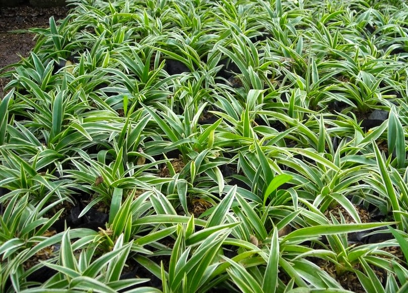 57+ Jenis Jenis Tanaman Semak