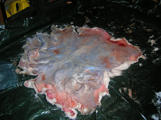 Musings of Musang: Curing deer hides for storage