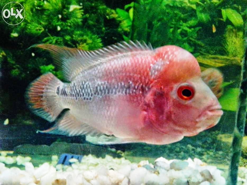 FLOWERHORN FISH photos - wallpapers (ανανεωμένο) | the fun bank
