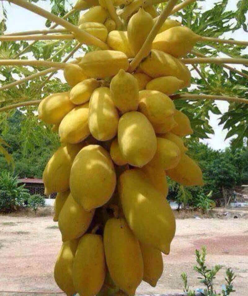 Popular Fruit In Cambodia ~ Share Kapit