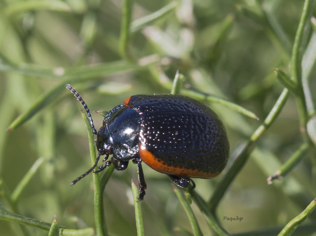 Paqui.blog de naturaleza: COLEÓPTEROS