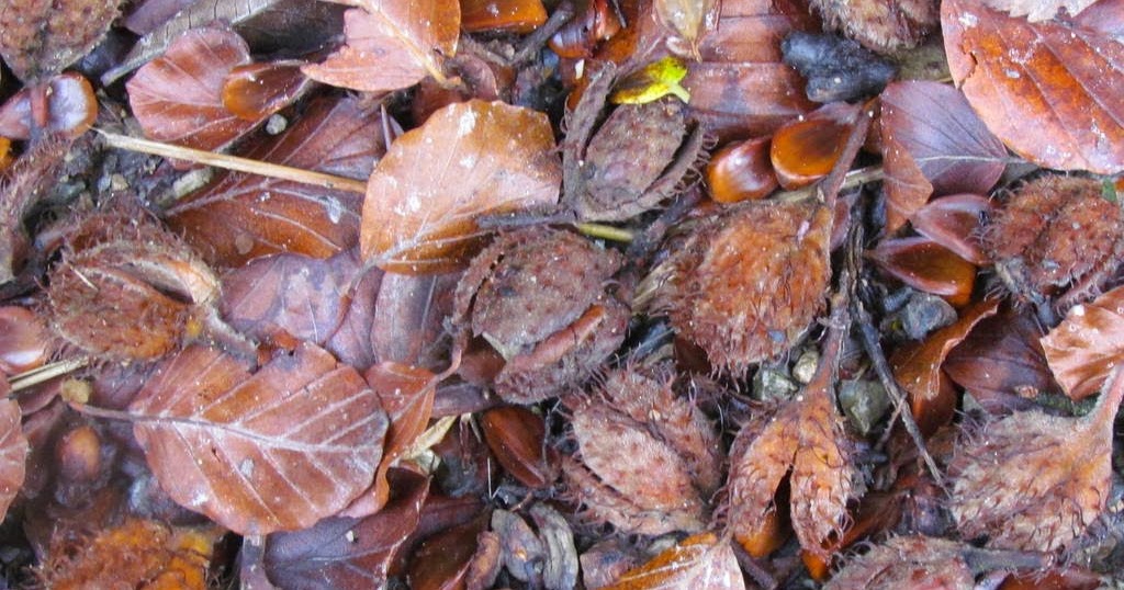 A Cotswold Year: Beech Mast