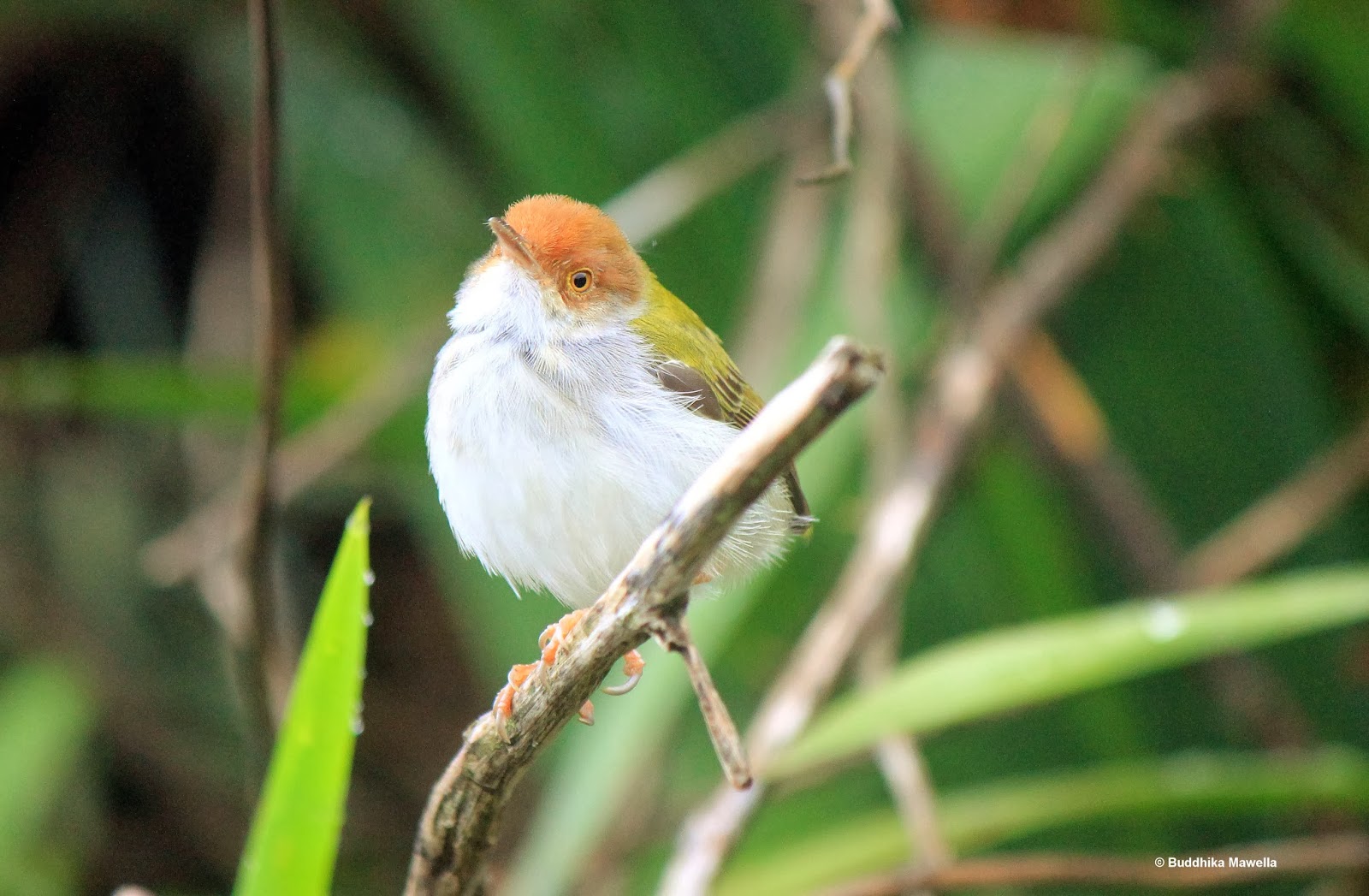 Lanka Nature Summary: Common Tailorbird (Orthotomus sutorius)