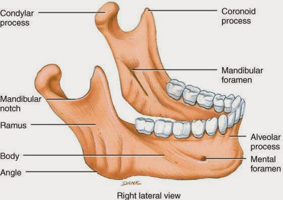 Maxilar inferior - Imagui