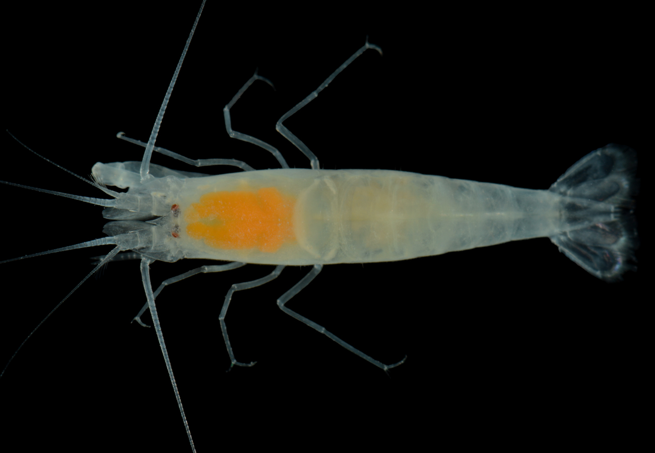 Species New to Science: [Crustacea • 2020] Salmoneus ikaros • On Two ...