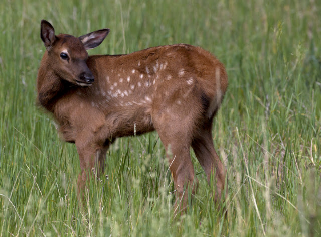 Ken Papaleo: X Marks the Shot: Elk calves, Evergreen, Colorado.