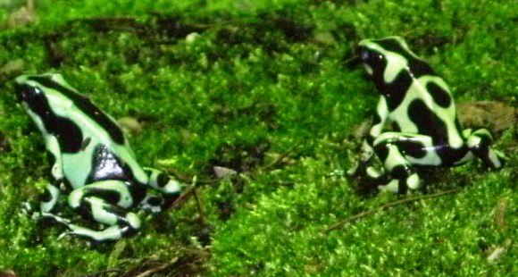 The Zoo Review: Pretty in Poison