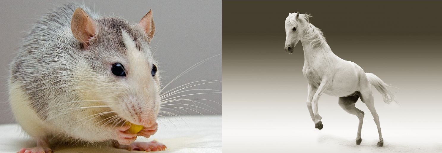Chinese Horoscope - Compatibility between a Rat and a Horse