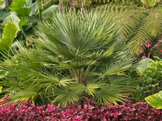 ARTE Y JARDINERÍA : PALMITO – Chamaerops humilis. Familia: Palmáceas