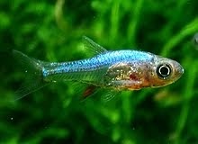 Freshwater Fish Axelrods Rasbora - Sundadanio axelrodi - Aquascape ...
