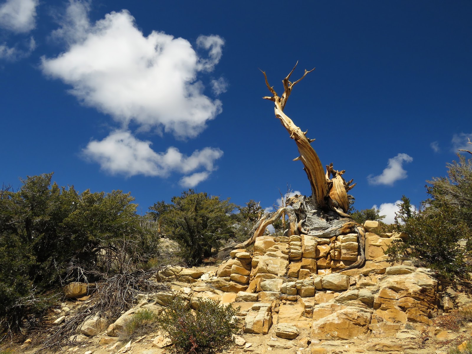 Around the Bend Friends ®: Ancient Bristlecone Forest (Schulman Grove ...