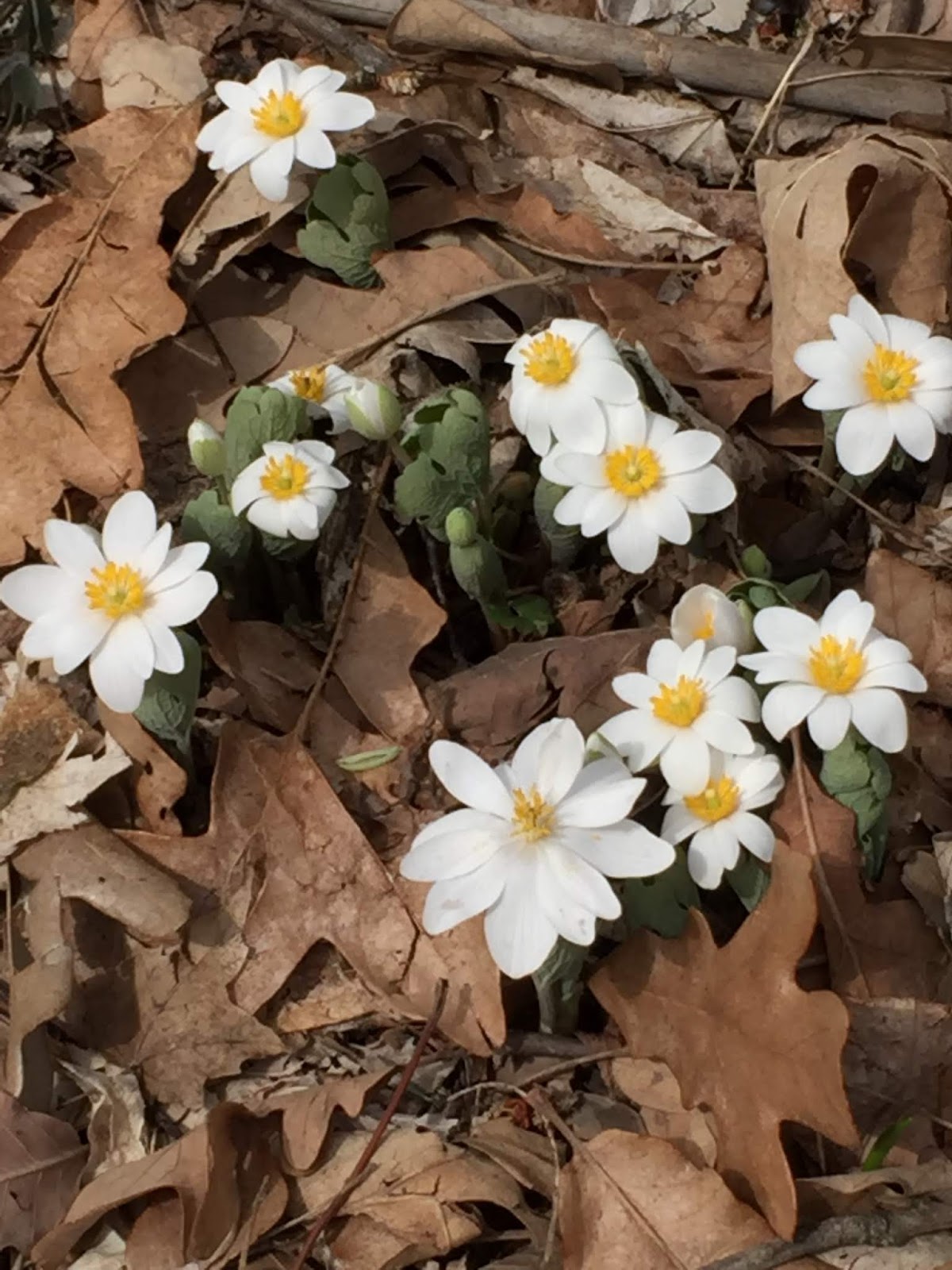 The Phytophactor: Friday Fabulous Flower - bloodroot