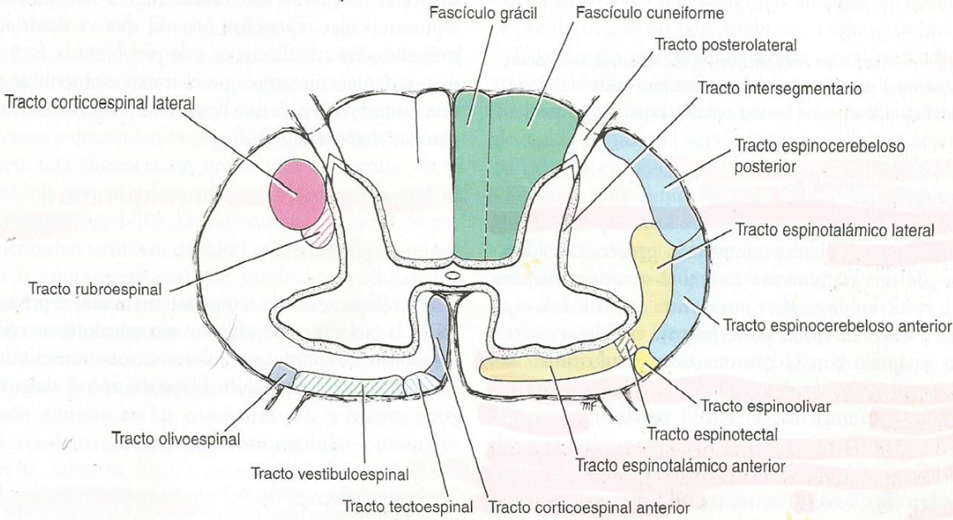 Vía espinotalámica o termoalgésica.