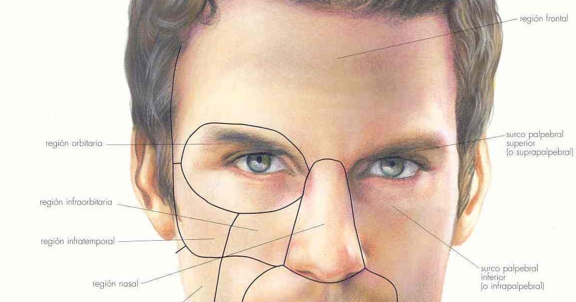 REGIONES SUPERFICIALES DE LA CARA ~ Zona De Estudio Odontologico