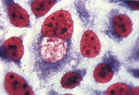 The Vets Blog : The Cat Area 3: Chlamydia in Cats