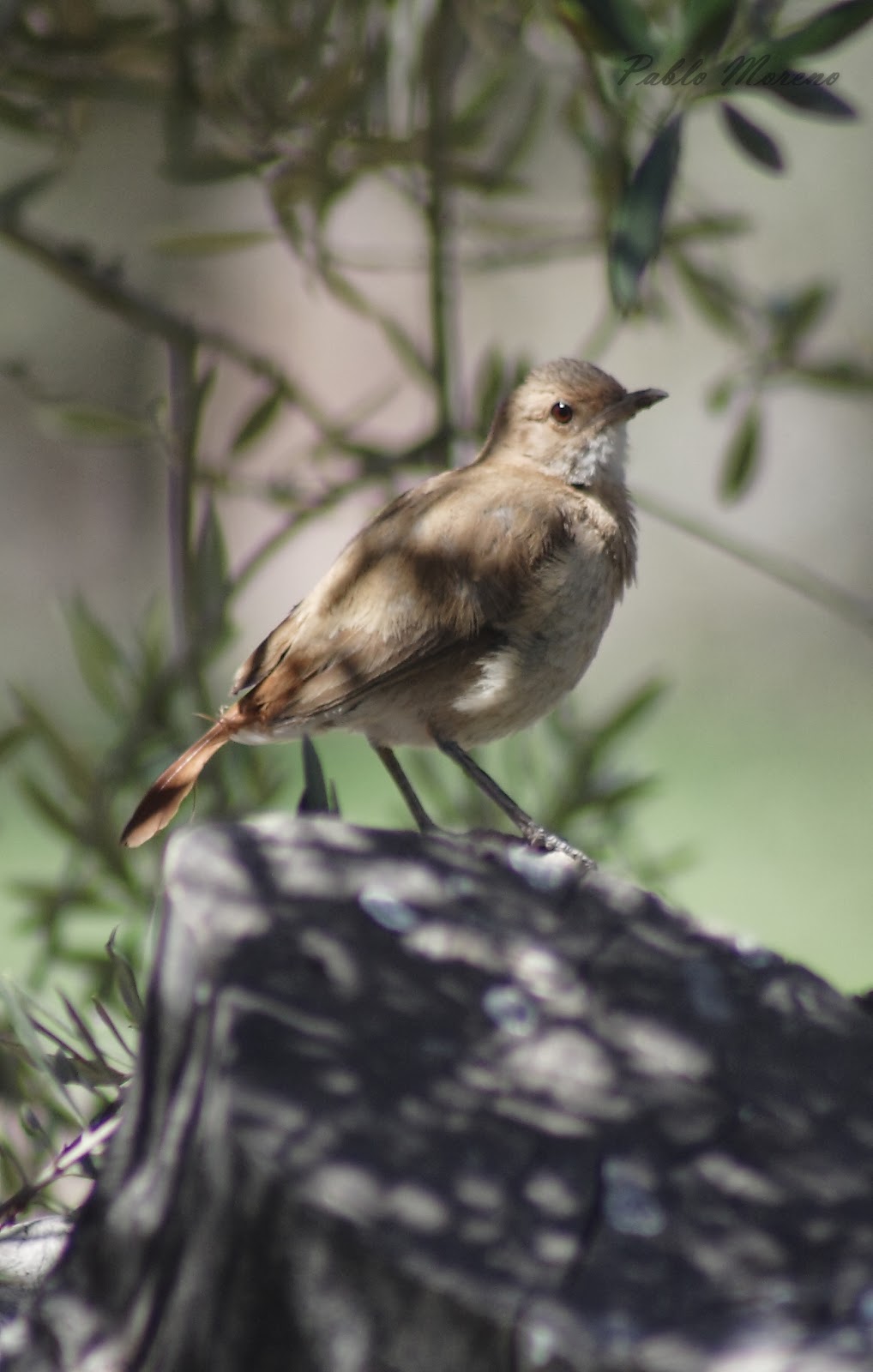 Aves de Mendoza: Hornero comun(Furnarius rufus)