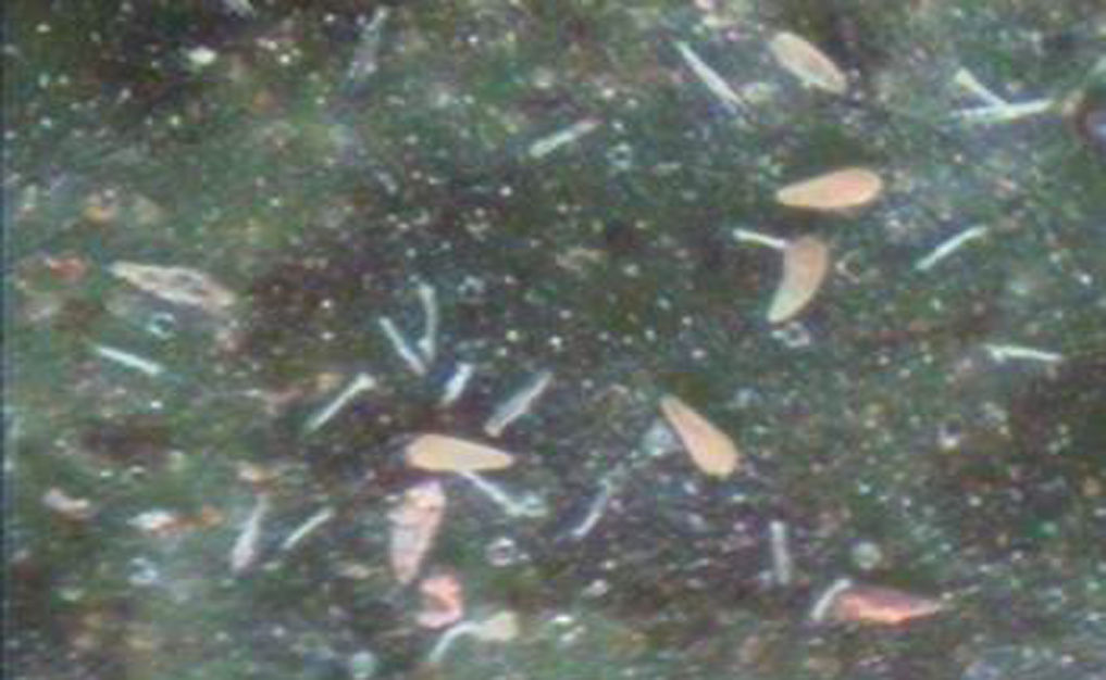 Kreasi Usaha: Pengendalian Hama Tungau Pada Tanaman Jeruk - Garda Remaja