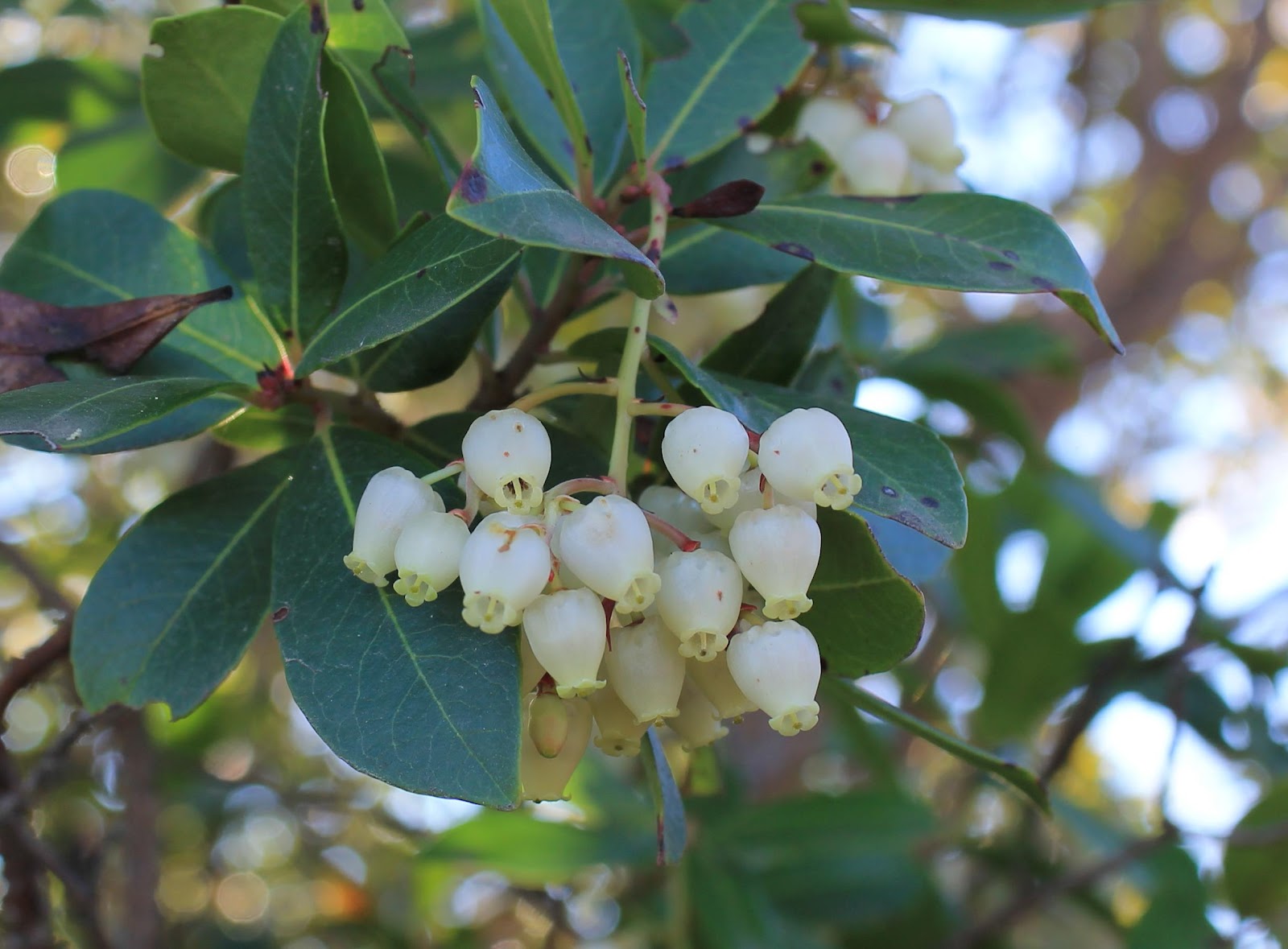 Cáceres al natural: FLORES DE INVIERNO: EL MADROÑO