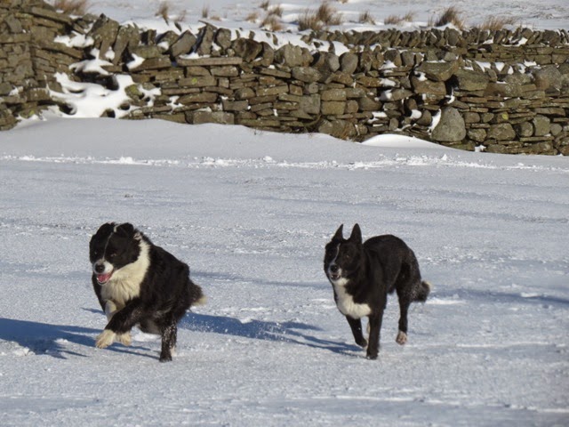 Pry House Farm www.upperswaledaleholidays.co.uk: Our Working Sheep Dogs