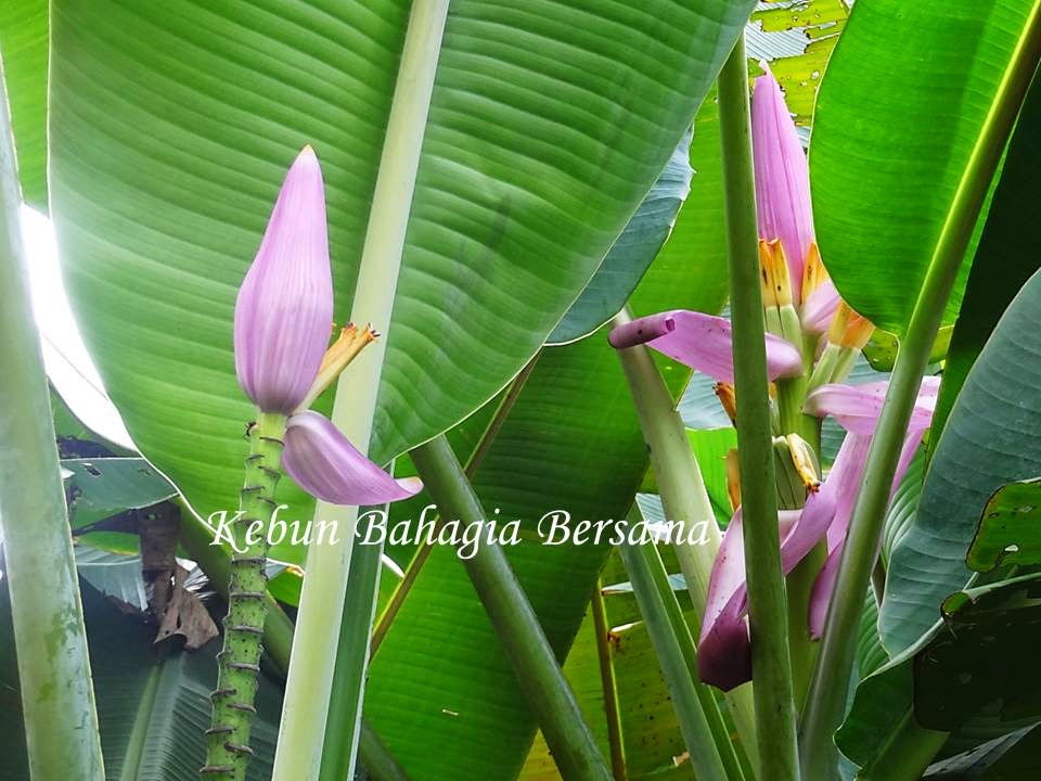 Kebun Bahagia Bersama: Pisang Bunga