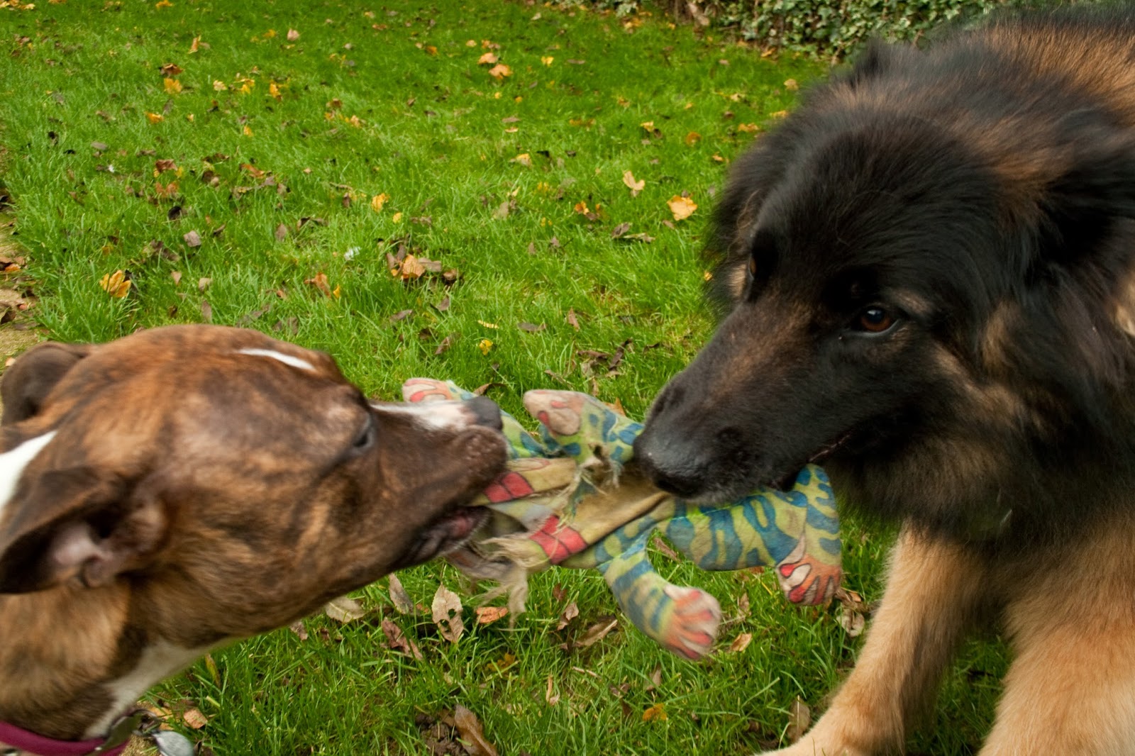 Shady and the bad dogs.: Today...in photos...