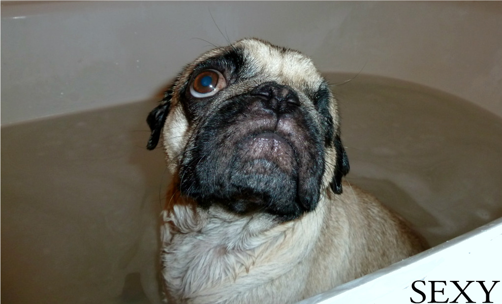 Beefy Pug: He Sits In The Bath Like A Gentleman But Farts Bubbles In ...