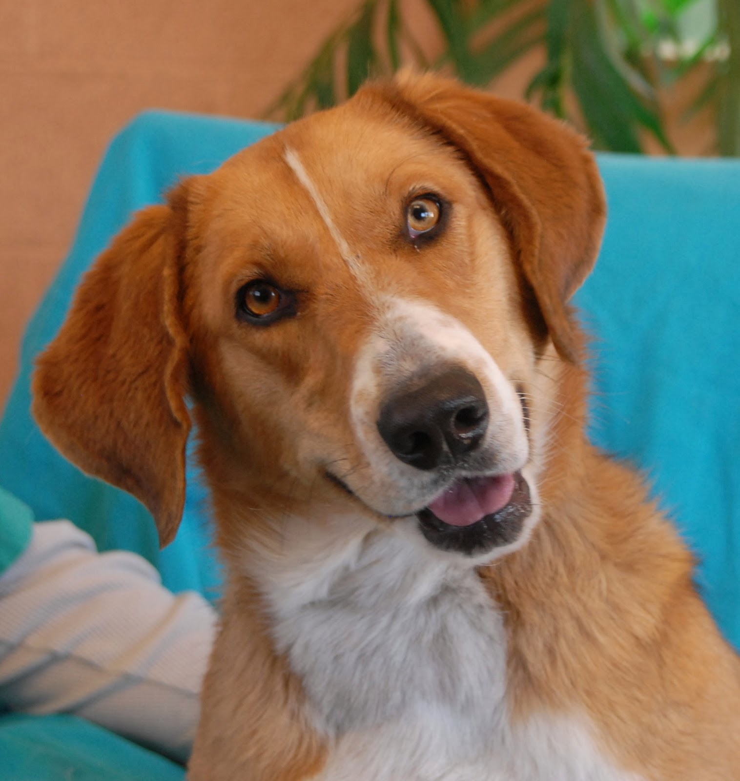 Sandy A Sunny Basset Hound And Collie Mix For Adoption