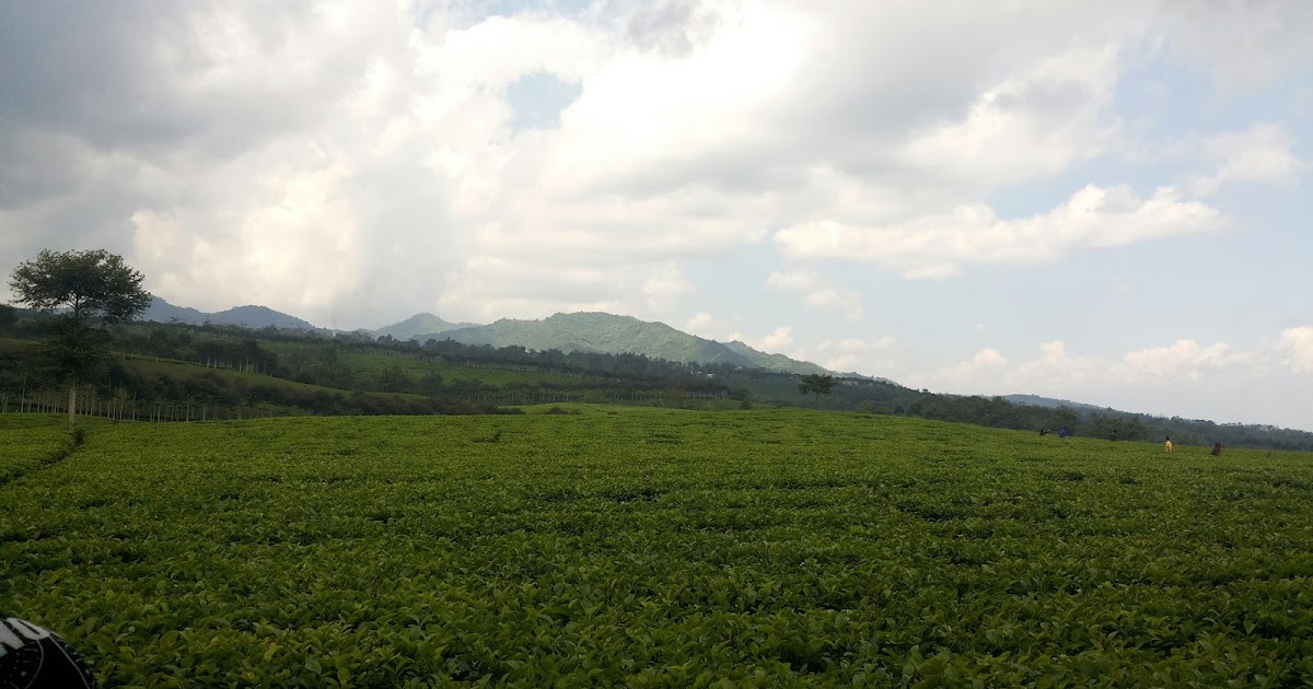 WISATA BENGKULU: KEBUN TEH KABAWETAN