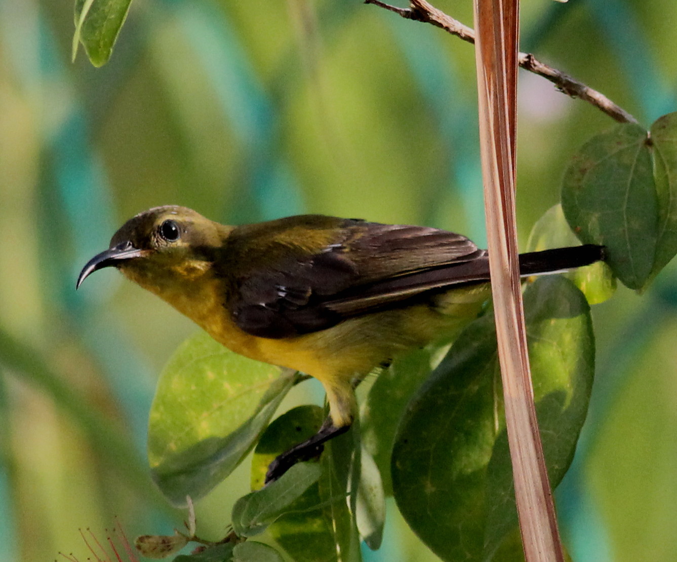 Ron-Nature-Adventures: Female Sunbird