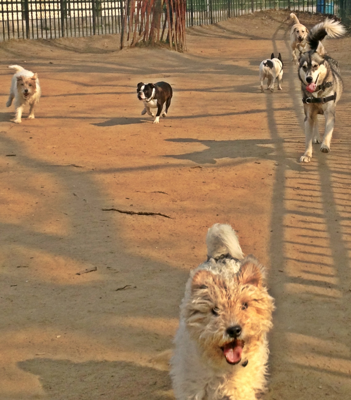 Jason The Dog Walker and Company.: MORE HAPPY SPRING DOG WALKING IN ...