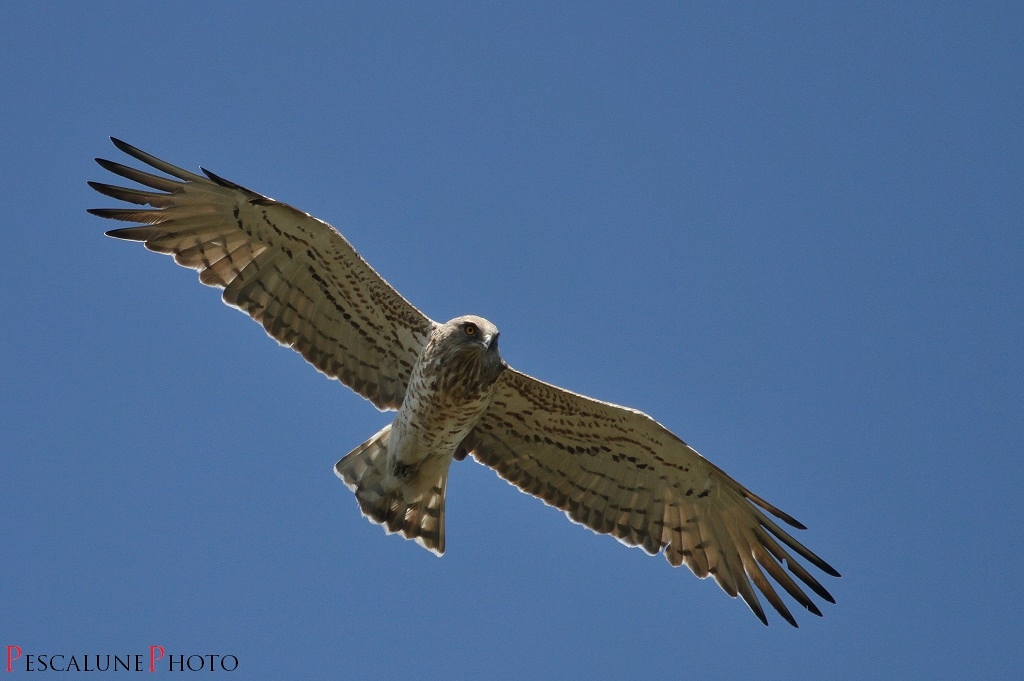 Pescalune Photo: Circaète Jean-le-Blanc (Circaetus gallicus), Short ...