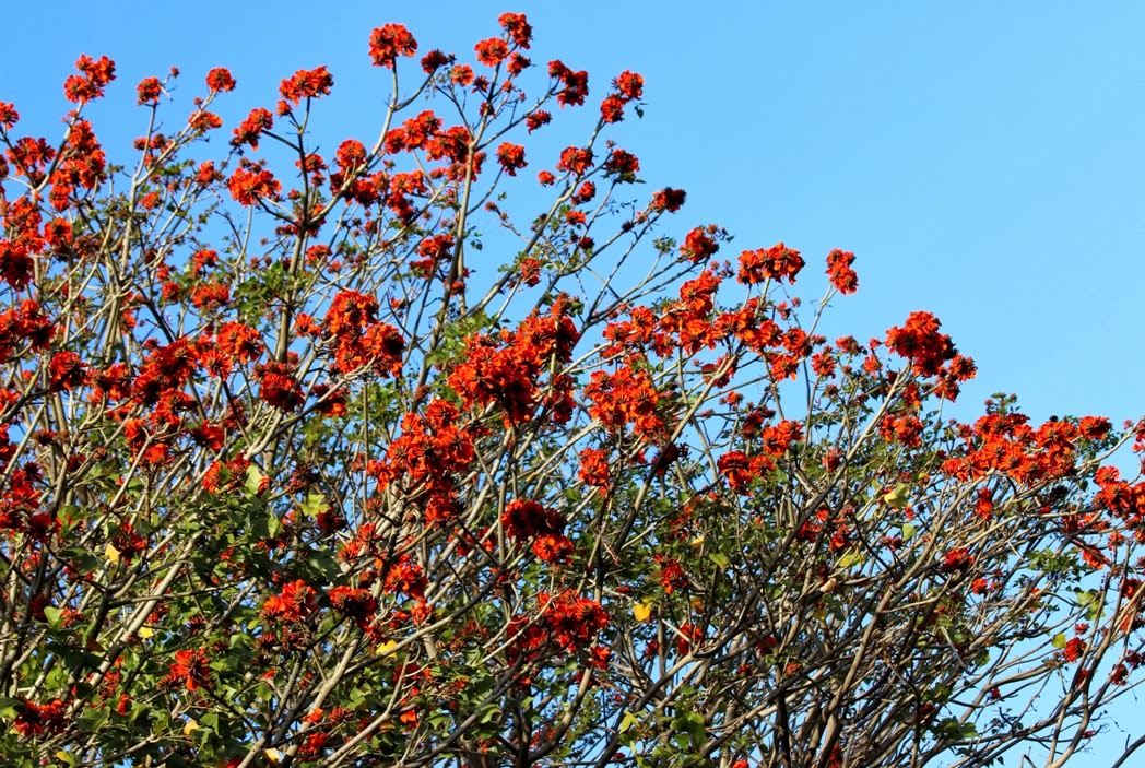 A photo, A thought............: Plant: Coral tree blooms....