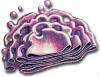 A Biologia da Célula: Complexo Golgiense