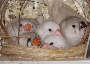 IMÁGENES Y FOTOS DE ANIMALES: Diamante Mandarin