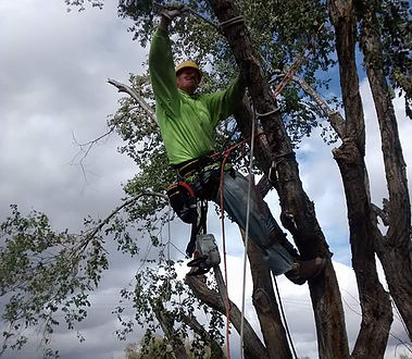 The Tree Professional: Tree Trimming Safety Tips.