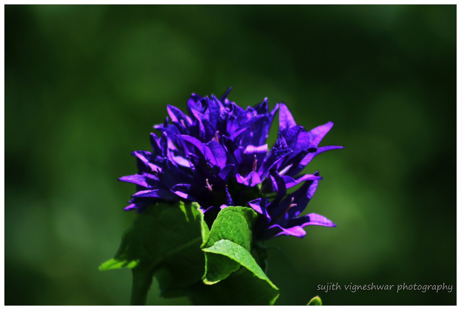 sujith vigneshwar photography