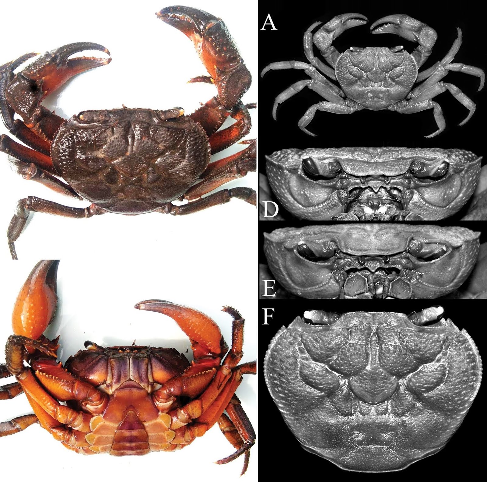 Species New to Science: [Crustacea • 2018] Indochinamon khinpyae • A ...