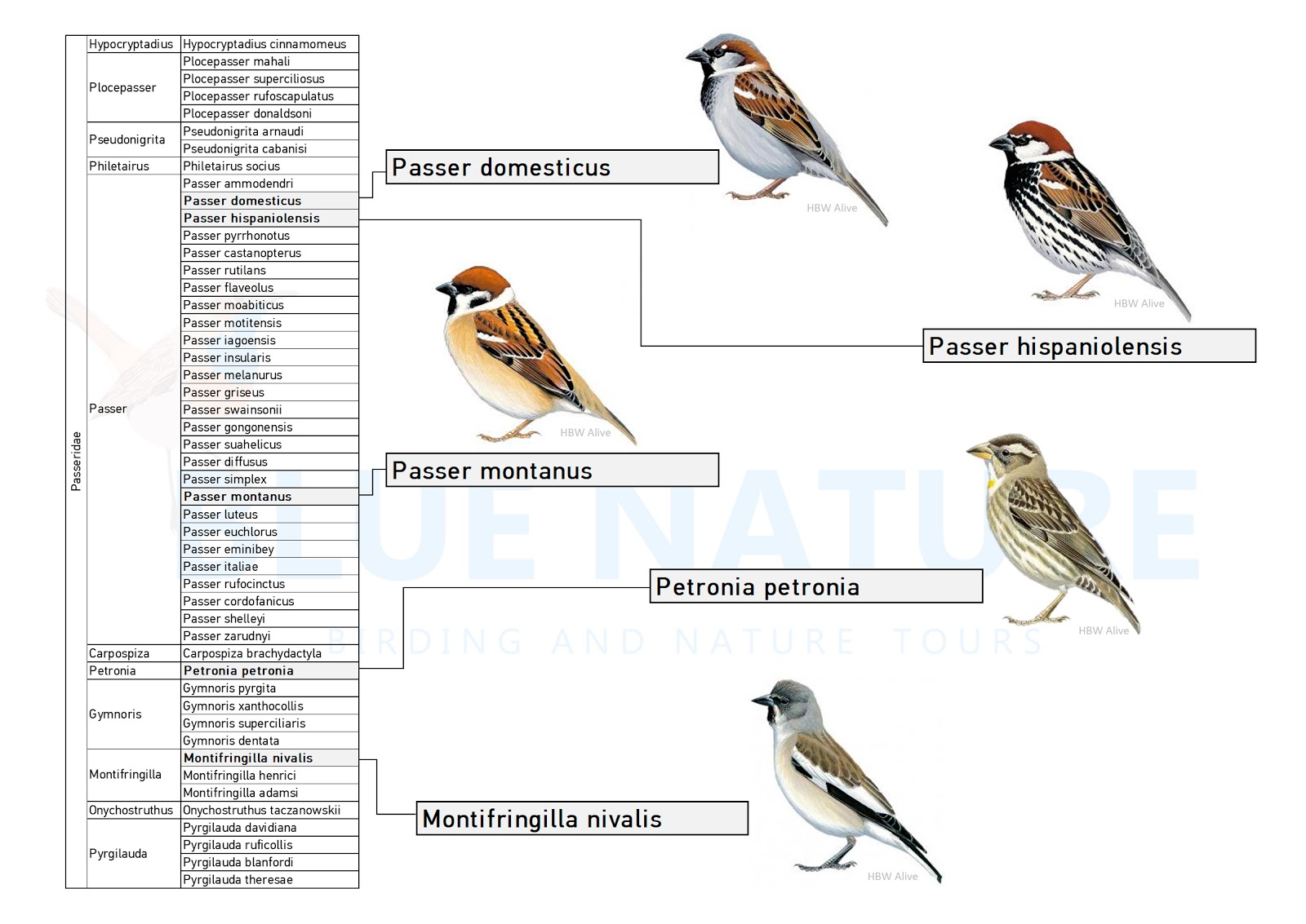Blue Nature, el blog: Los 5 gorriones
