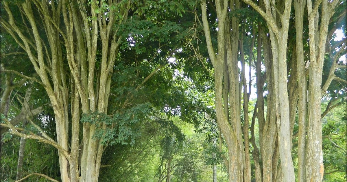 Capuchinho Eremita: O que é um Anacoreta?