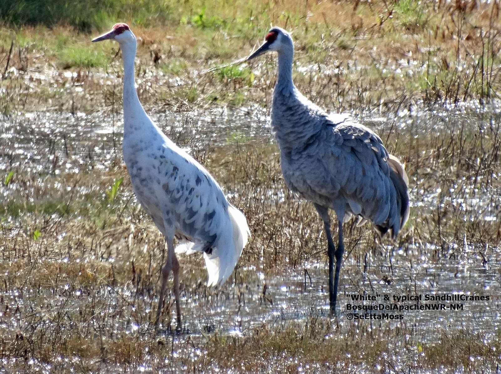 'White' crane at Bosque del Apache "hooks up" with a typical Sandhill Crane