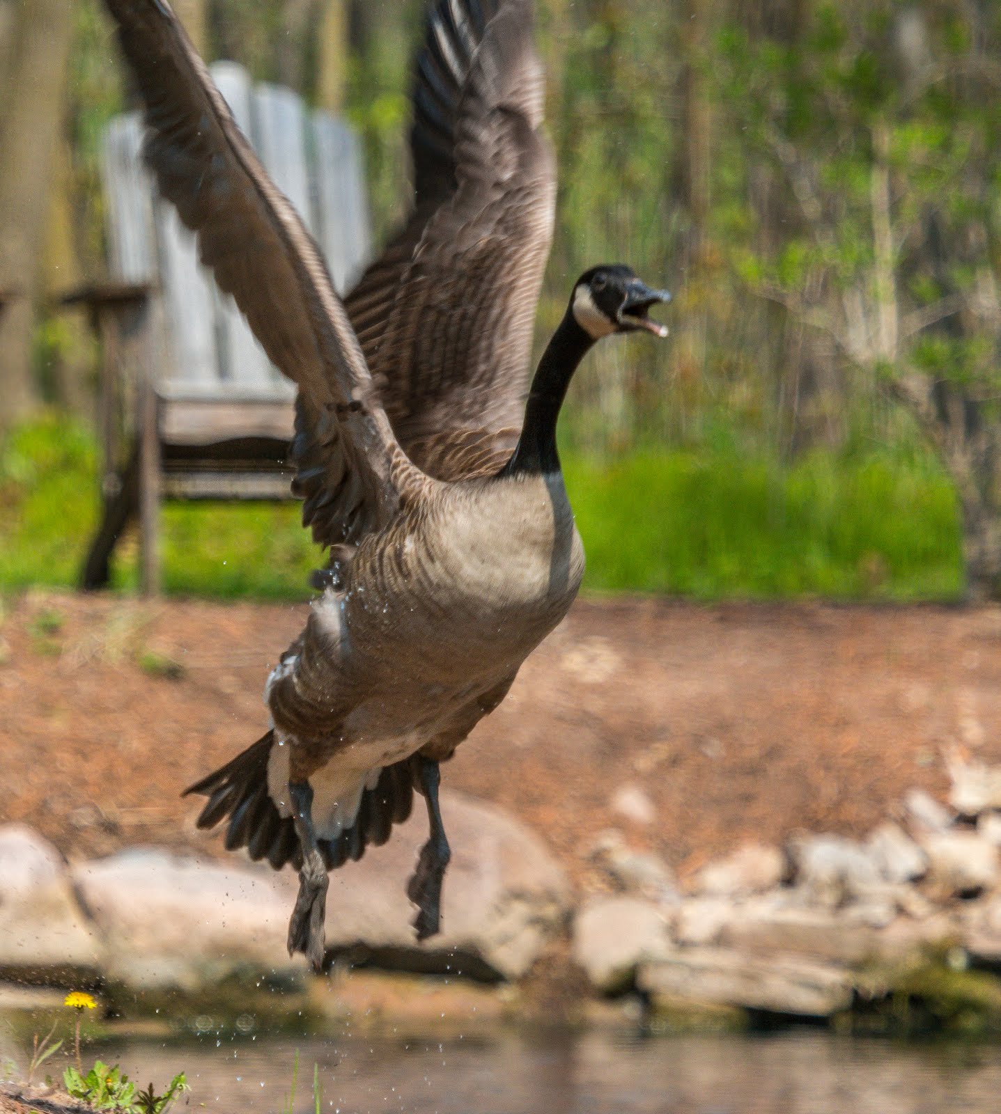 Life as an Artist's Wife: Silly Goose