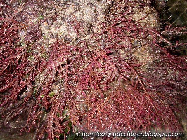 tHE tiDE cHAsER: Hydrozoans (Phylum Cnidaria: Class Hydrozoa) of Singapore