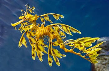 Naga Laut Berdaun, "Tumbuhan" yang Bisa Berenang | RE Tawon